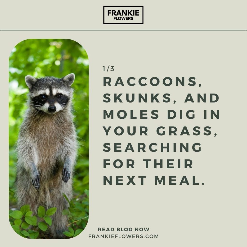 3 Signs You Have Grubs in Your Lawn (Are Raccoons and Skunks Digging Up ...