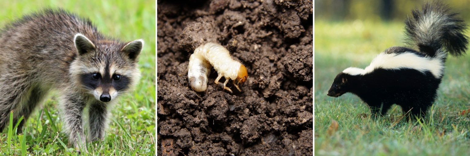 3 Signs You Have Grubs in Your Lawn (Are Raccoons and Skunks Digging Up ...