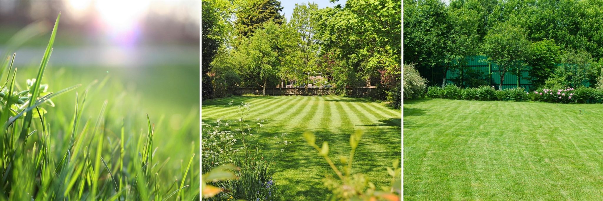 What’s Digging Up My Lawn? | frankieflowers.com