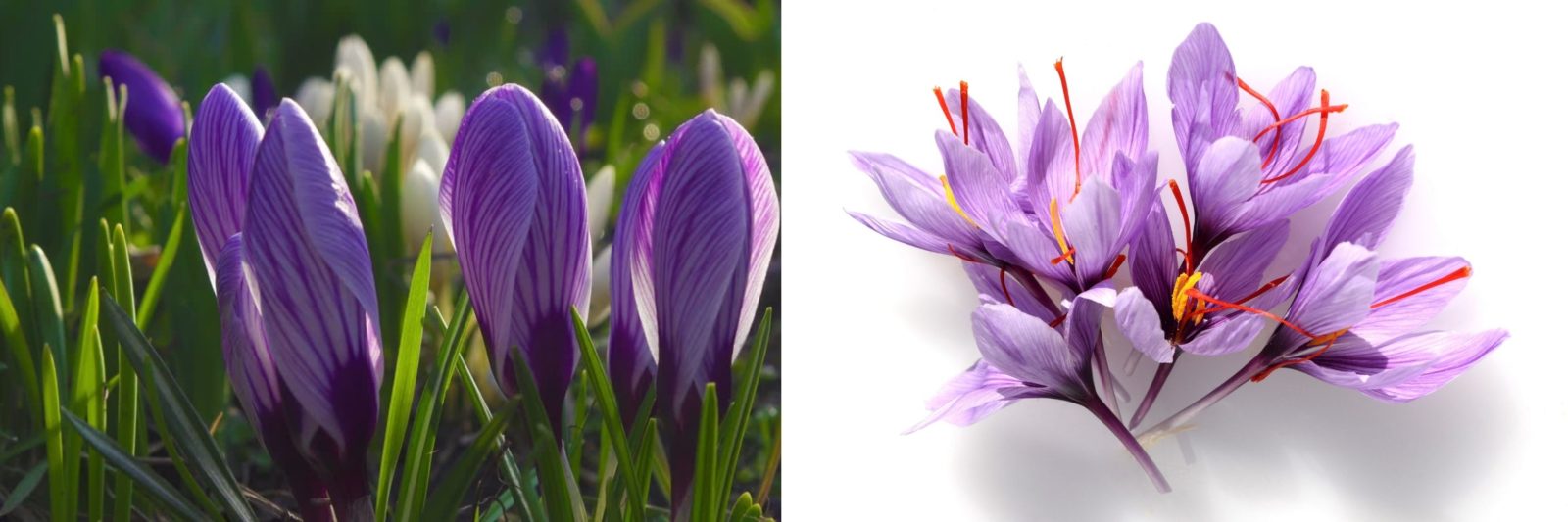 Frankie’s Top 10 Plants for Fall | frankieflowers.com