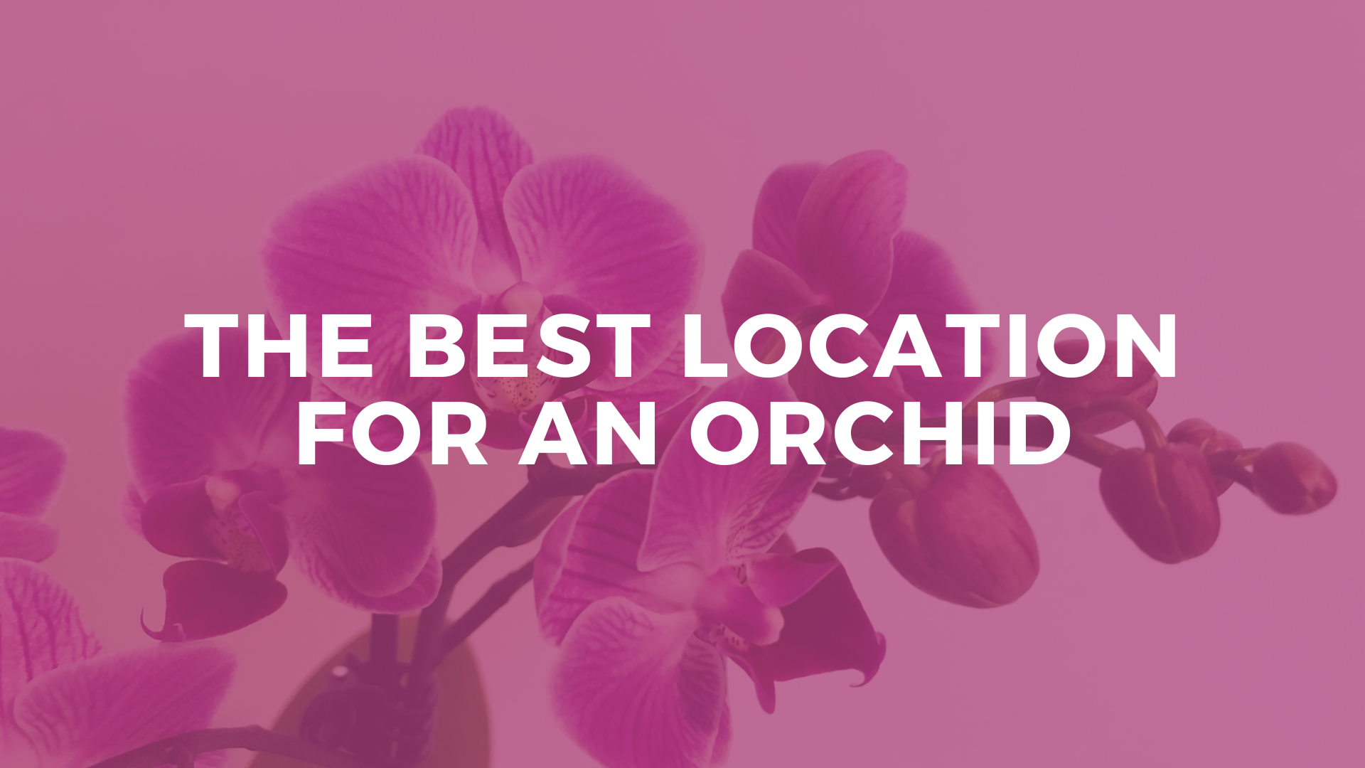 How to Grow Beautiful Orchids at Home | frankieflowers.com