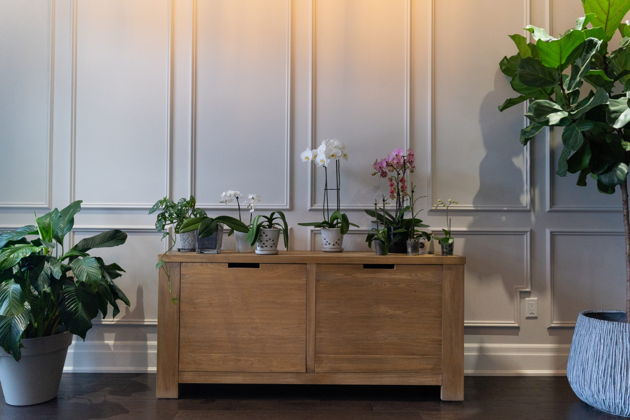 How to Grow Beautiful Orchids at Home | frankieflowers.com