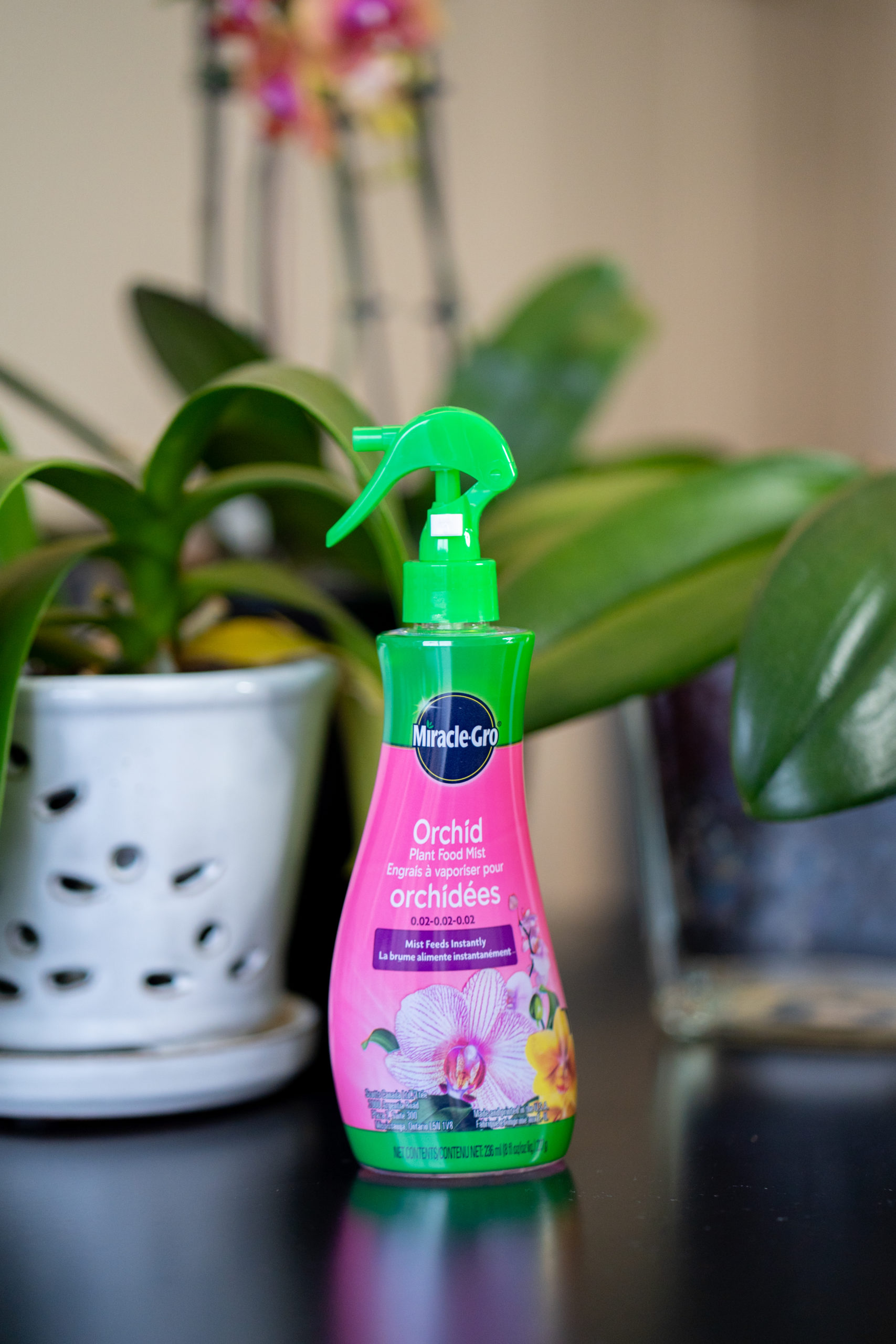 How to Grow Beautiful Orchids at Home | frankieflowers.com