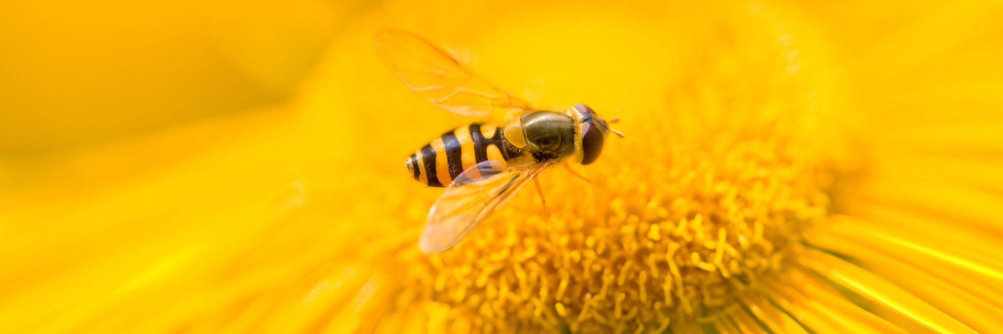 How to Grow a Bee-Friendly Garden & Lawn | frankieflowers.com