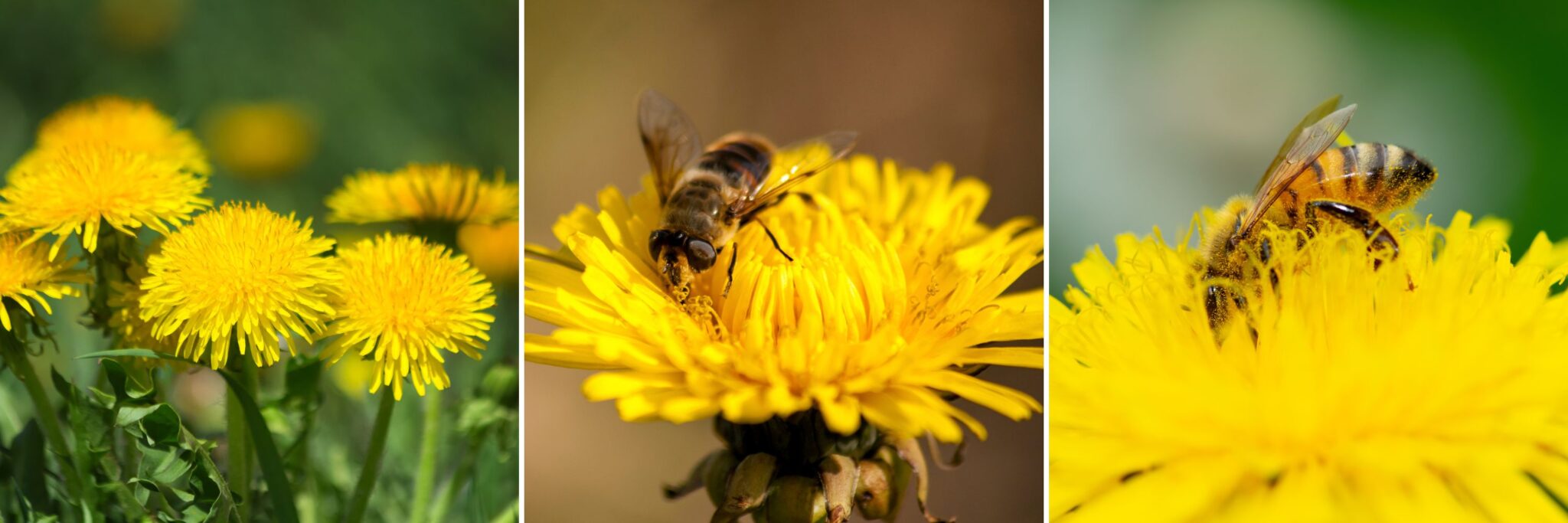 How to Grow a Bee-Friendly Garden & Lawn | frankieflowers.com