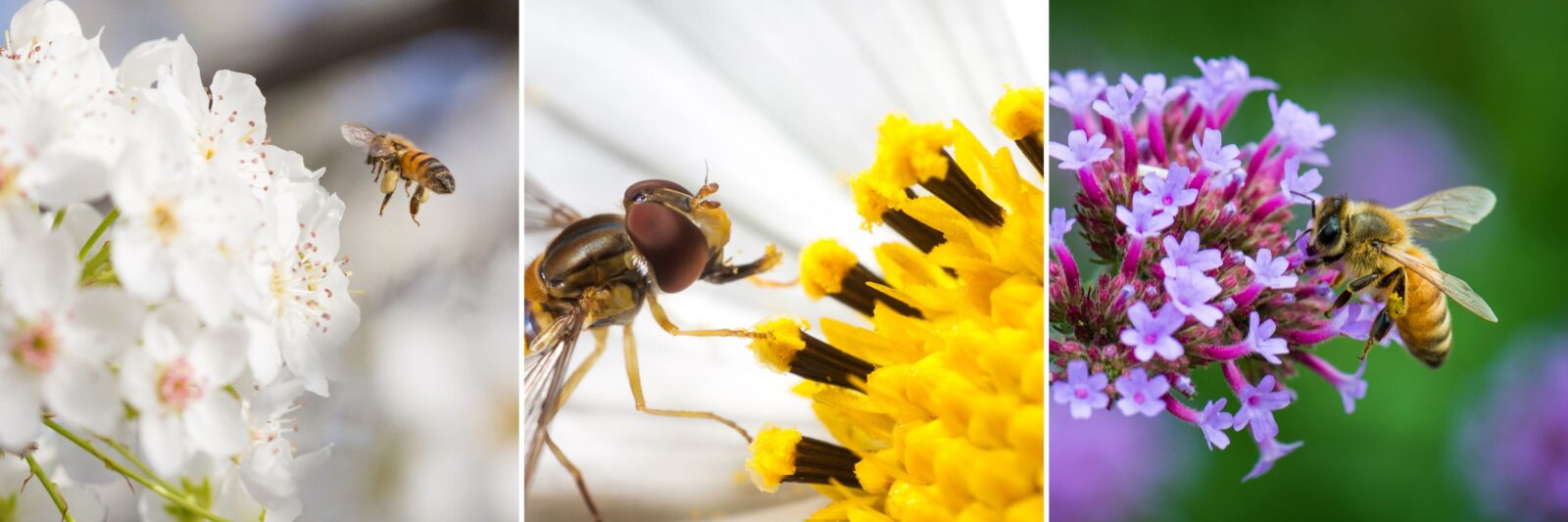 How to Grow a Bee-Friendly Garden & Lawn | frankieflowers.com